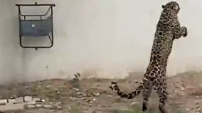 Leopard goes on rampage in Islamabad - The Pakistan Observer Digital